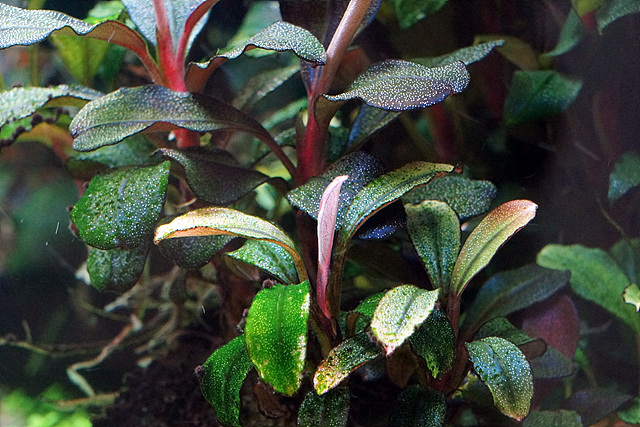 부세파란드라 브라우니 브라운 (Bucephalandra sp. Brownie Brown) : 네이버 블로그