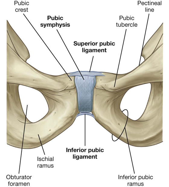 Ligamento Puboprostatico