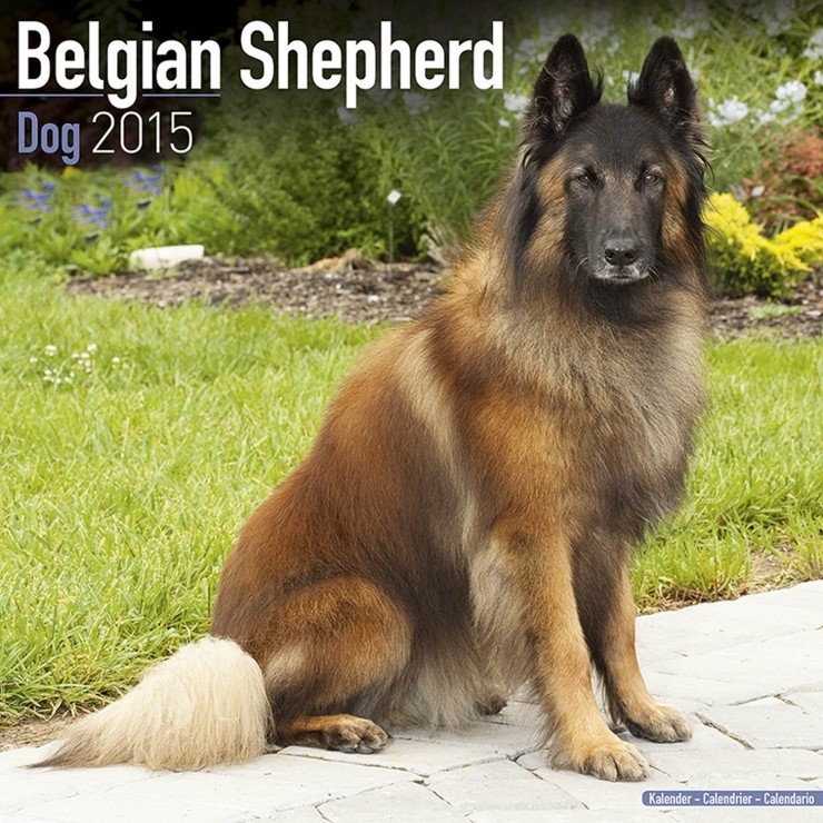 벨기에 쉽독(Belgian Sheepdog) : 네이버 블로그