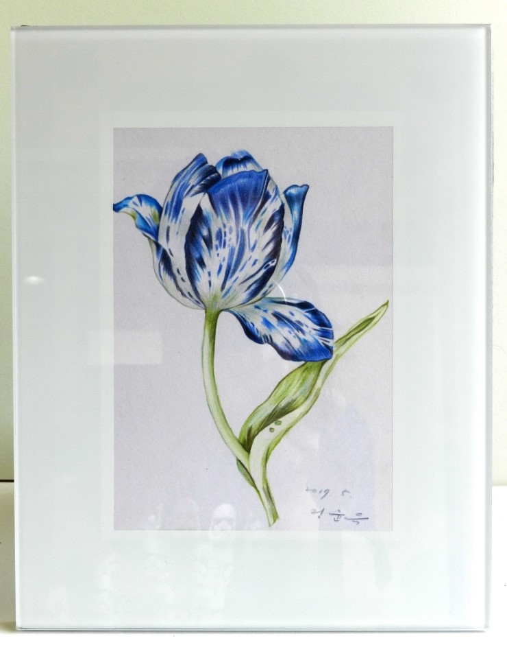 Semper Augustus 튤립/색연필/보태니컬/취미미술/거제미술/성인취미-주부반 정윤득님~~ : 네이버 블로그