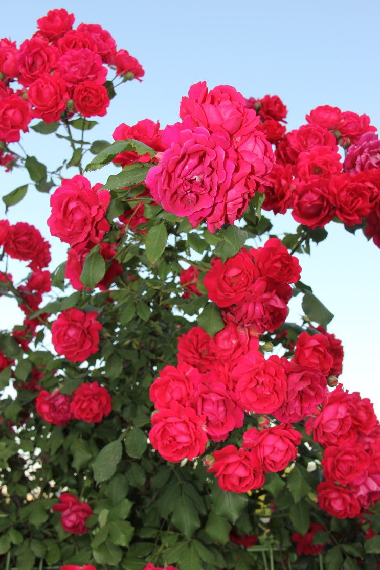 붉은 장미, 장미는 역시 붉은 장미가 매혹적이다 : 네이버 블로그