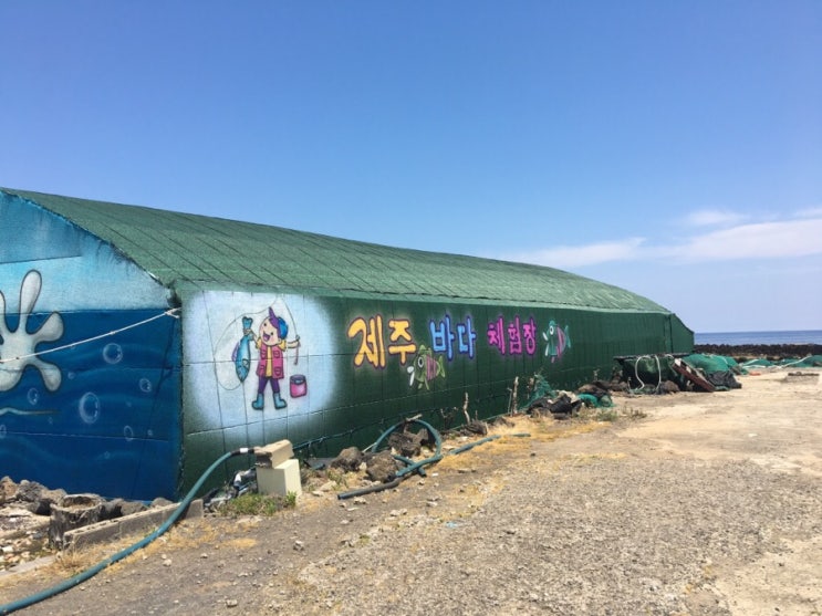 제주 아이와 가볼만한 곳 제주바다체험장 구좌읍월정리해수욕장 근처 네이버 블로그