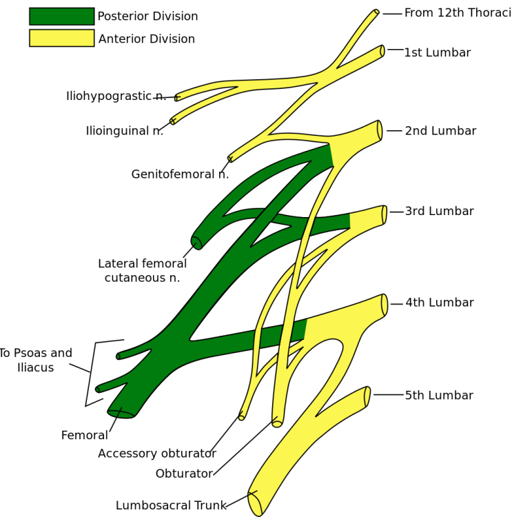 LFCN(lateral femoral cutaneous nerve)의 주사치료 - 수원 류마나우한의원 : 네이버 블로그