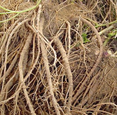 [포렌코즈-화장품 성분] 천궁추출물 ( Cnidium Officinale Root Extract ) : 네이버 블로그