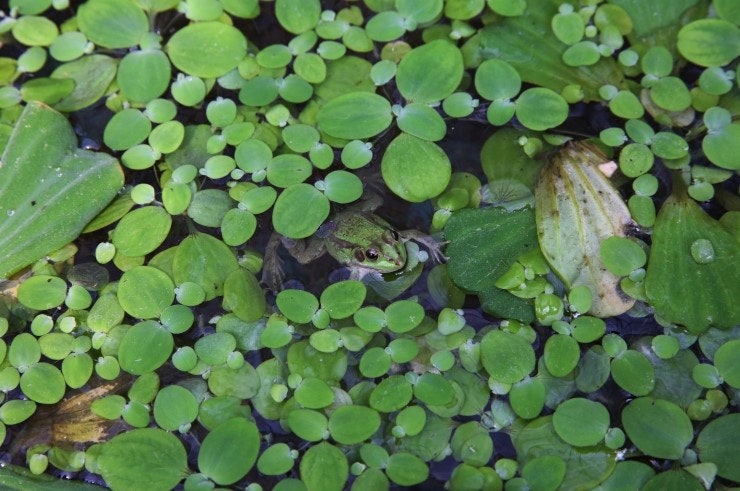 멸종위기 2급 동물 금개구리Seoul frog 도심공원 내 복원 성공 : 네이버 블로그