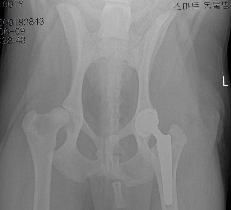 대형견 고관절이형성 (인공관절수술 vs FHNO) : 네이버 블로그