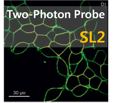 SL2, Two-Photon Probe : 네이버 블로그