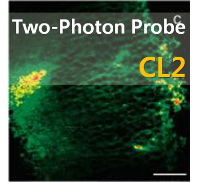 CL2, Two-Photon probe : 네이버 블로그