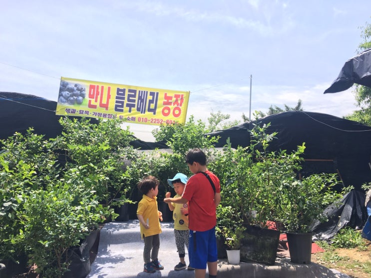 만나 블루베리 농장 블루베리 농장 체험 추천 아이와 함께 하기 너무 좋은 곳 네이버 블로그