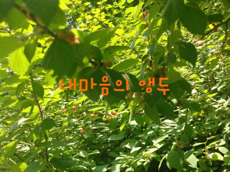 게슈탈트 심리-투사 방어기제 알아차림 : 네이버 블로그