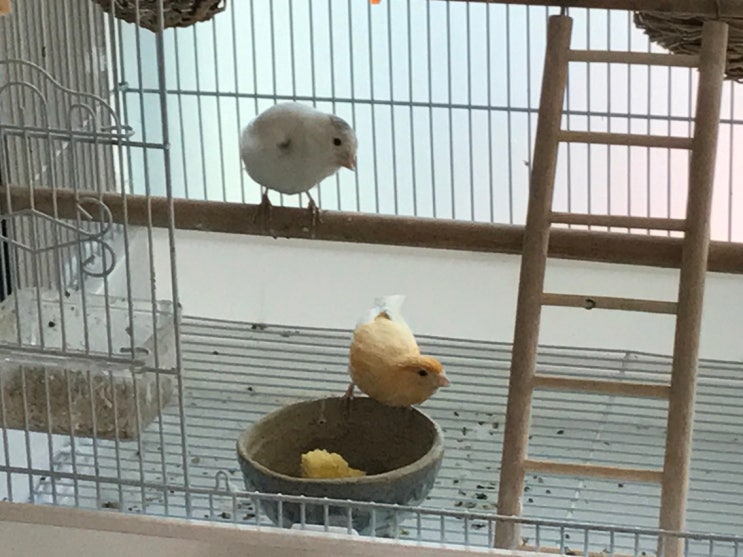 집합건물법 판례 관리비 공용부분 관리비의 중첩적 승계 부동산전문변호사가 정리한 부동산판례 네이버 블로그