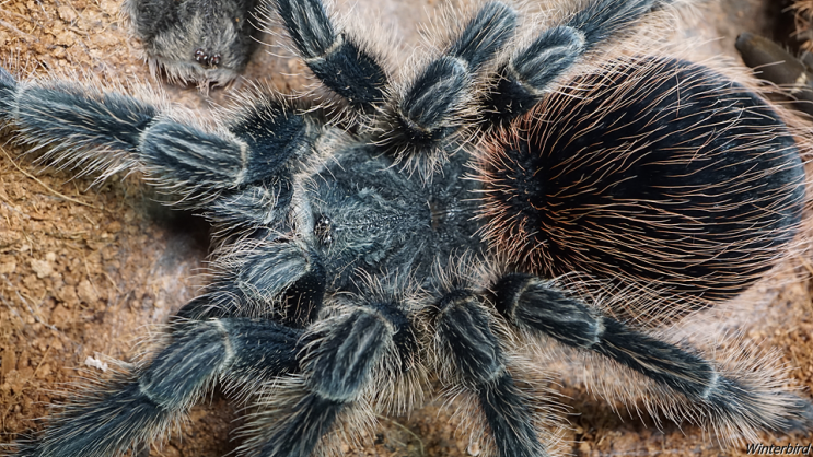 브라질리안 화이어 레드(Lasiodora difficilis) : 네이버 블로그