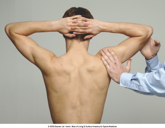 Anterior apprehension test, Posterior apprehension test - 어깨 탈구 및 불안정성 ...