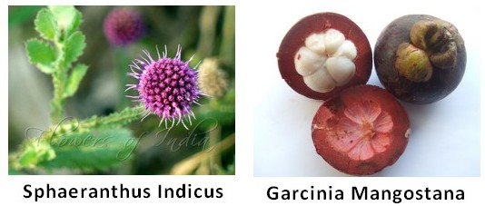 망고스틴, 다이어트에도 도움되다. [Meratrim & Cardiaslim] : 네이버 블로그