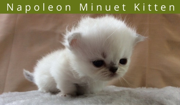 :: TICA :: Napoleon Minuet Kitten : "미뉴에트 고양이"에 관한 모든 것... : 네이버 블로그