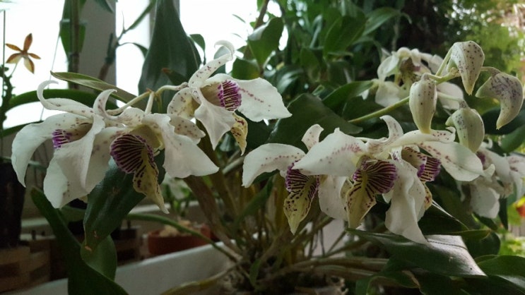Dendrobium atroviolaceum & Dendrobium johnsoniae hybrid : 네이버 블로그