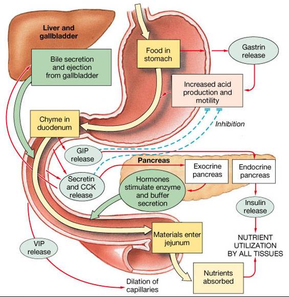 [인체생리학] gastrointestinal hormone : 네이버 블로그