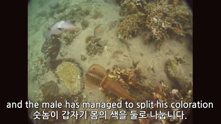 TED 영어_02 - 5회 반복재생 오디오 2/2 - Underwater astonishments(해저의 신비) : 네이버 블로그