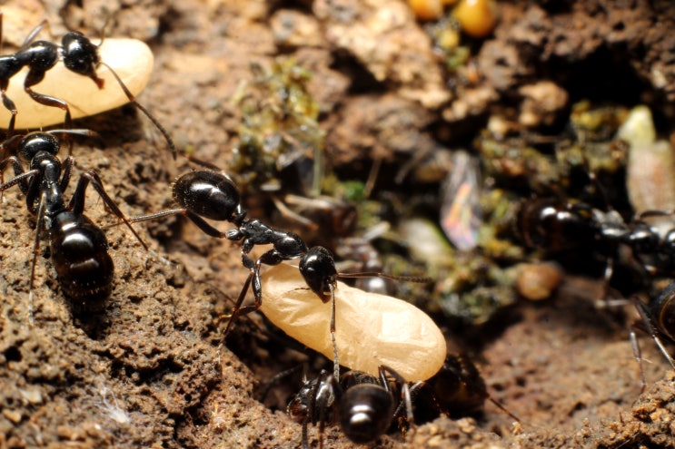 광택불개미(Formica candida) : 네이버 블로그