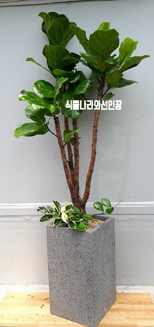 부산꽃집꽃배달 부산식당개업화분종류 해운대꽃집꽃배달 해운대개업화분 떡갈고무나무키우기 석대화훼단지 식물나라와선인장 네이버 블로그