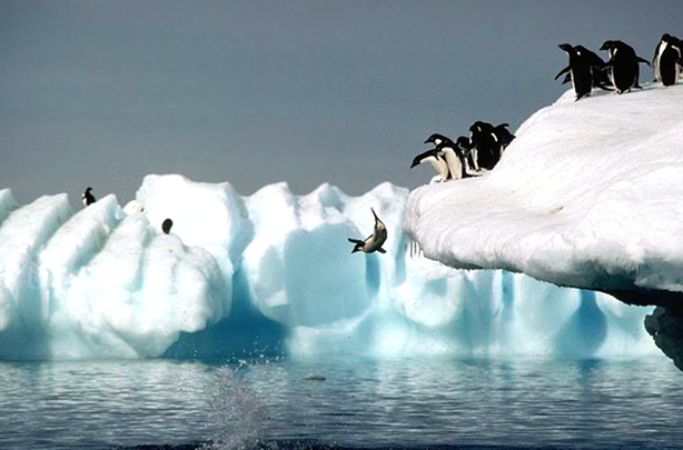 퍼스트 펭귄(First penguin) 이란? : 네이버 블로그