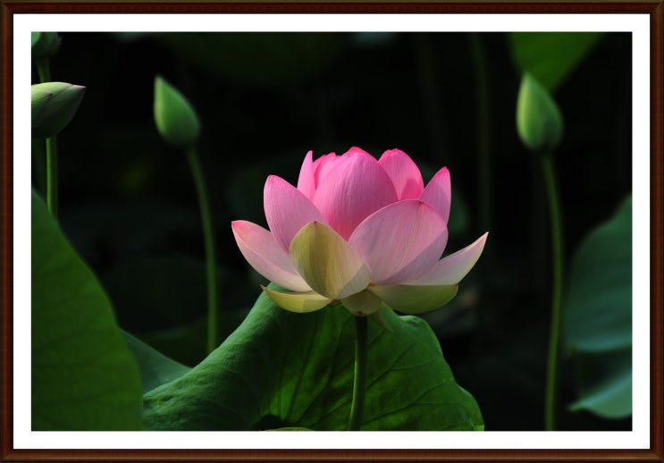 홍련^^양수리 세미원에서 : 네이버 블로그