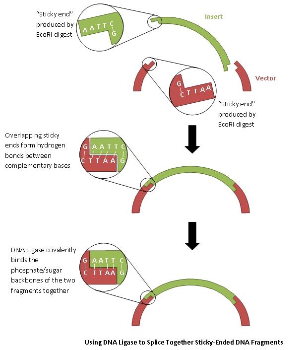 Plasmid Ligation : 네이버 블로그