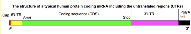 UTR : 네이버 블로그