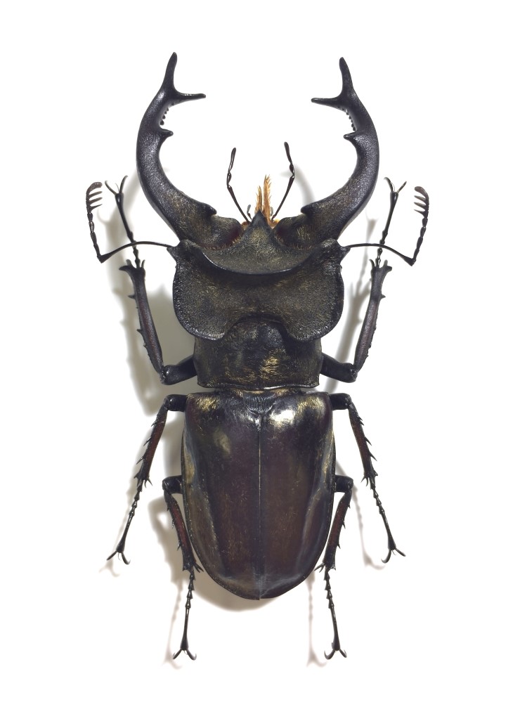 Lucanus nangsarae Nagai, 2000 : 네이버 블로그