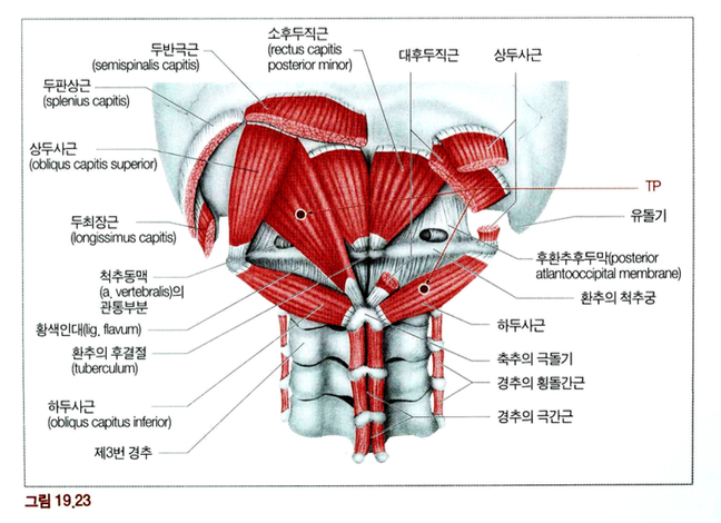 2 뒤통수밑근육들suboccipitals후두하근 촉진하는 방법과 통증에 대해서 알아보자 네이버 블로그