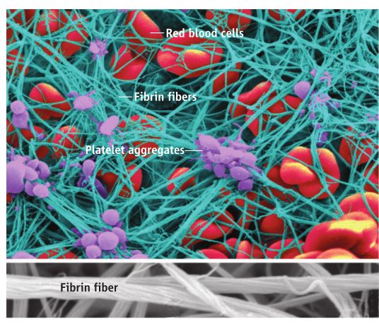 fibrin : 네이버 블로그
