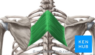 대능형근(Rhomboides major), 소능형근(Rhomboides minor) : 네이버 블로그