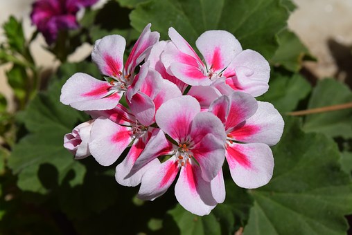 제라늄(Geranium ) : 네이버 블로그
