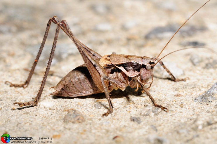 Atlanticus brunneri Pylnov, 1914 좀날개여치 : 네이버 블로그