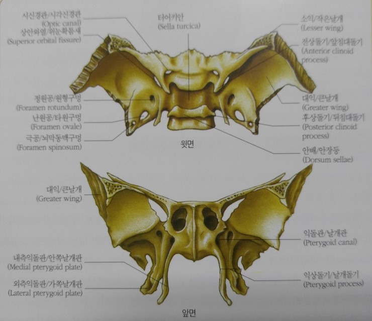 sphenobasilar symphysis(sbs) 접형기저결합(sbs)의 중요성과 움직임 - part 1 접형골 ...