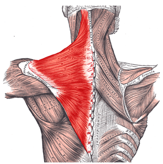 [기능해부학] 상부승모근 Upper Trapezius, 기시,정지, : 네이버 블로그