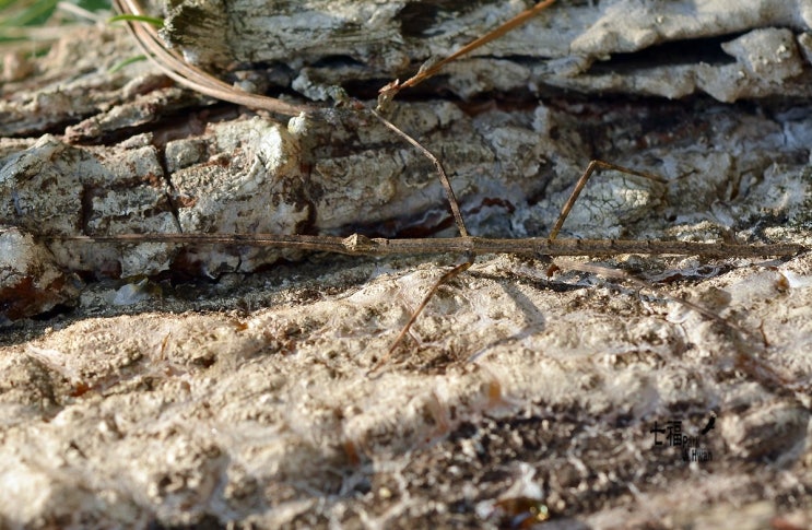 대벌레 Ramulus mikado : 네이버 블로그