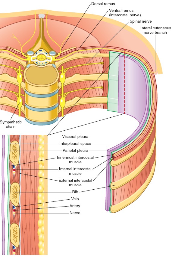 Transversus Abdominis plane block [초음파] : 네이버 블로그