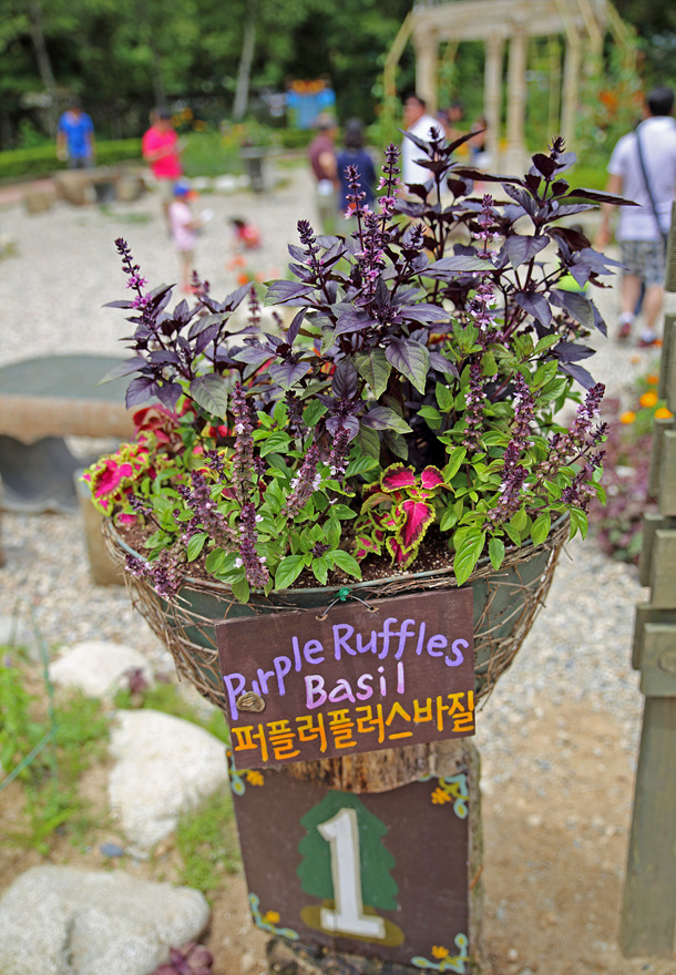 보라색 잎의 바질(Basil) 종류에 관하여...[Purple Ruffles Basil, Purple Basil] : 네이버 블로그