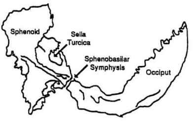sphenobasilar symphysis(sbs) 접형기저결합(sbs)의 중요성과 움직임 - part 2 occiput(후두골 ...