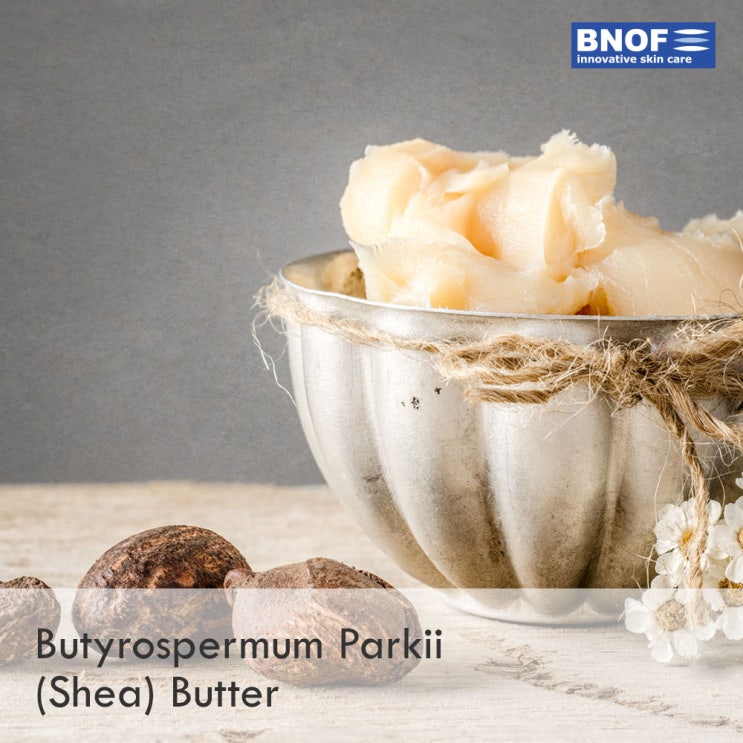 [성분이야기]쉐어버터추출물 : 네이버 블로그