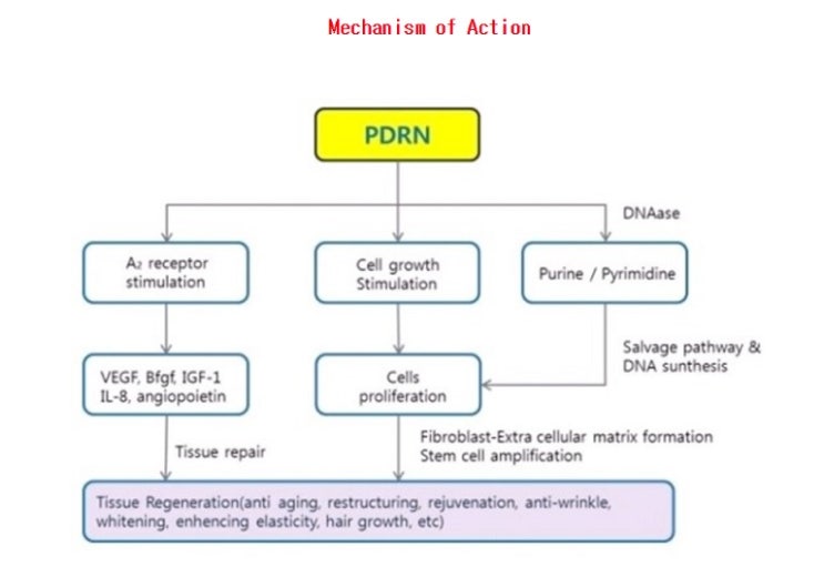 리쥬란 (리쥬란힐러), PN(PolyNucleotide) , PDRN 이란?, 작용 기전 및 효과 : 네이버 블로그