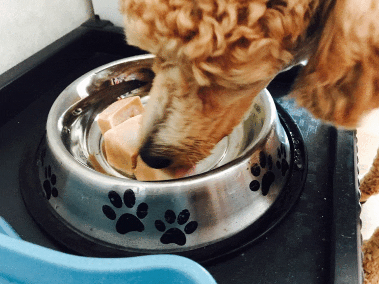 강아지간식 아이펫밀크로 얼음간식 만들기 달콩이 여름나기 강아지가 더워할땐 우유얼음 하나♪ 개간단 네이버 블로그