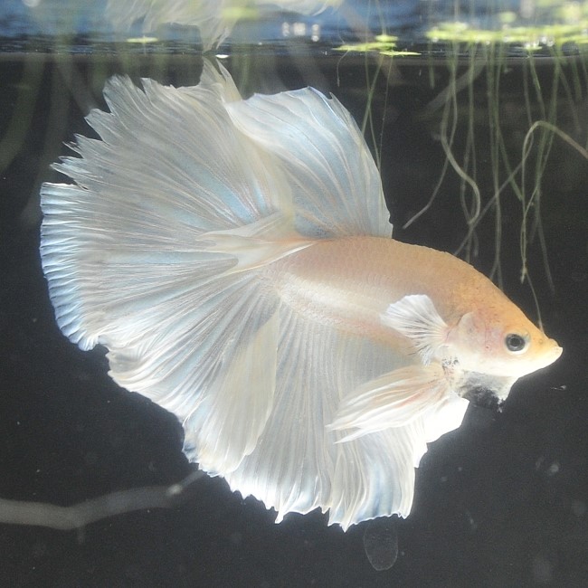 (베타 betta) 화이트 오페크 하프문 베타 white opaque halfmoon betta : 네이버 블로그