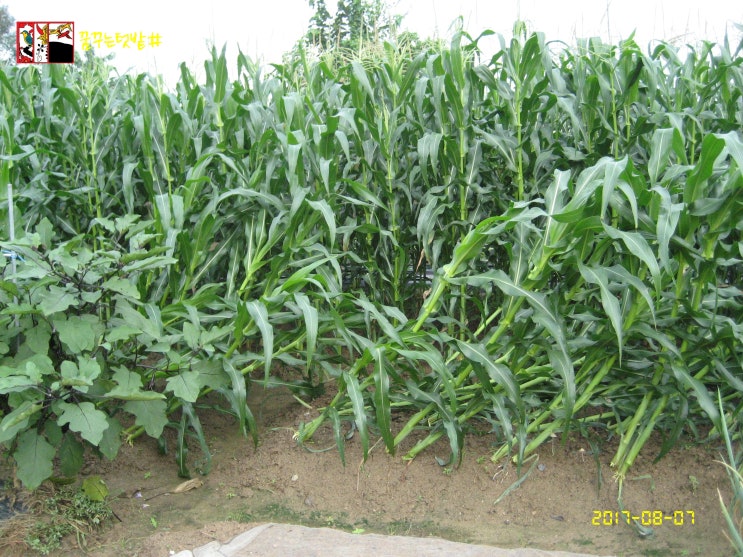 농사와 휴가 [꿈꾸는텃밭] : 네이버 블로그