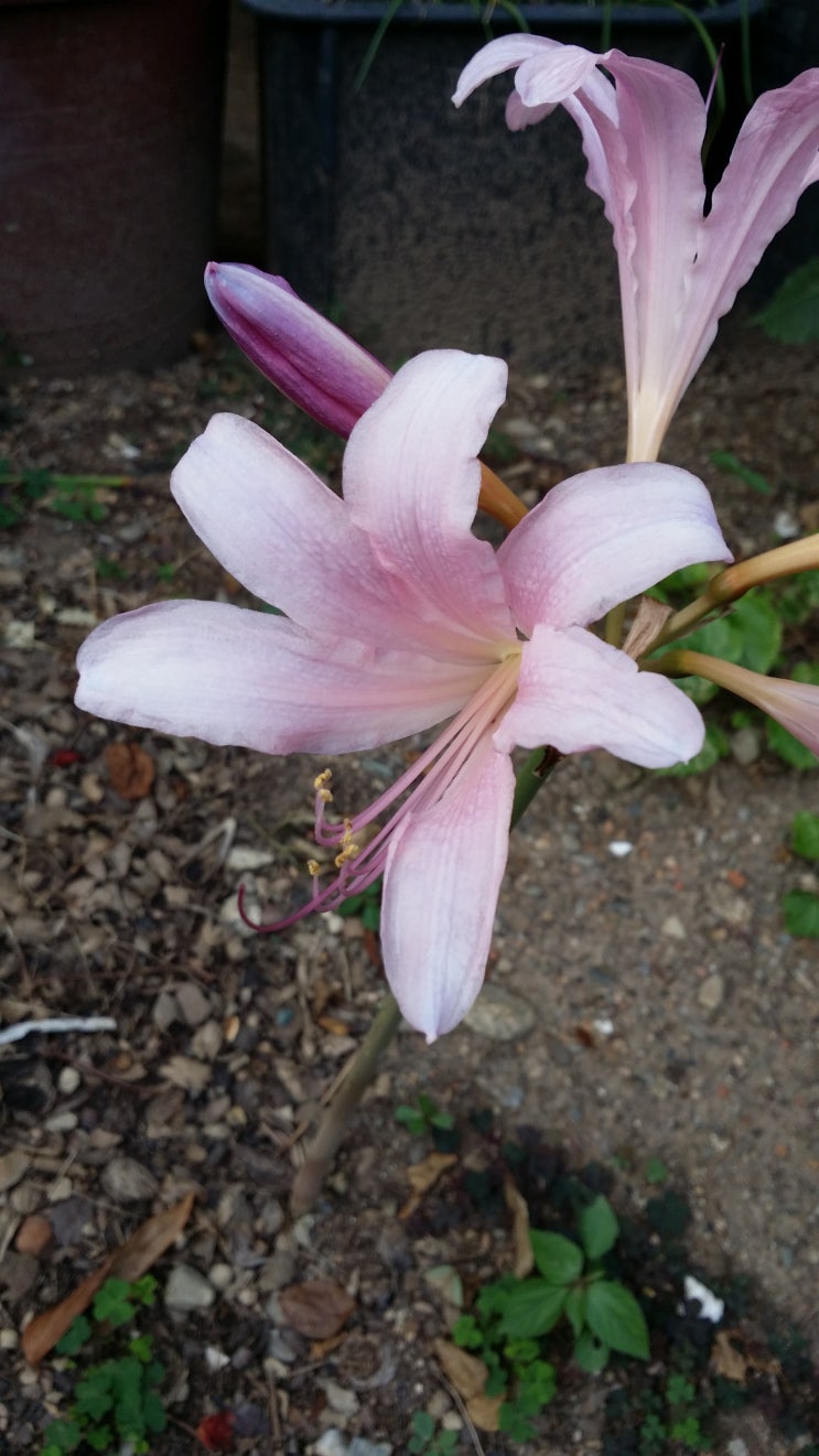 상사화 [相思花.Magic Lily, Resurrection Lily] : 네이버 블로그