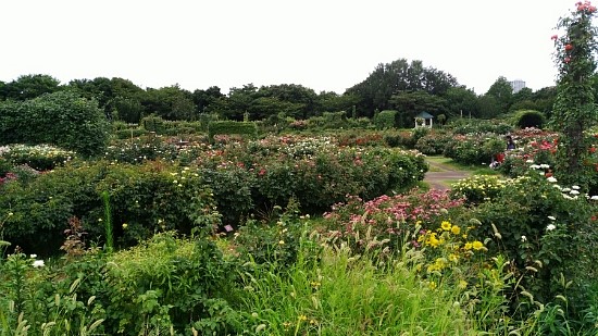 [일본 야치요] 놀이 1. 게이세이 로즈 가든 Keisei Rose Garden : 네이버 블로그