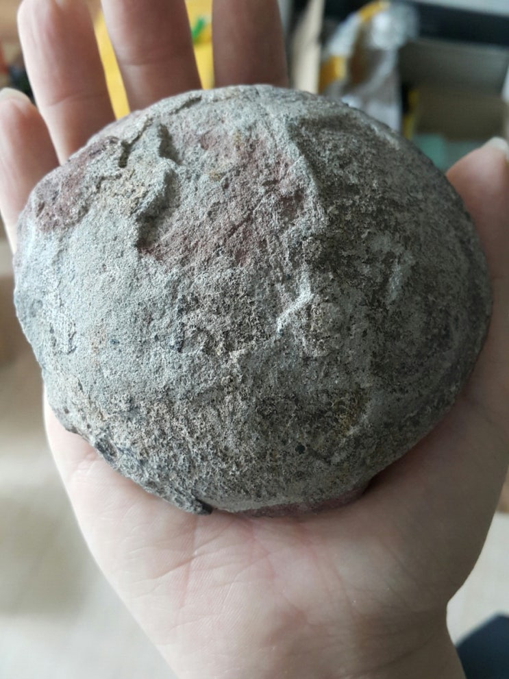 테리지노사우루스류(세그노사우루스) 공룡알 화석 판매완료. : 네이버 블로그