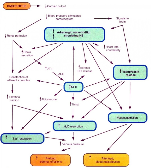 RAAS system / 라스시스템/ 심부전 강아지 기전/ ACEi 작용/ 폐수종 원인은? : 네이버 블로그