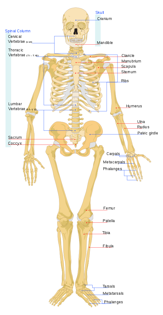 [해부생리] 골격계 skeletal system : 네이버 블로그
